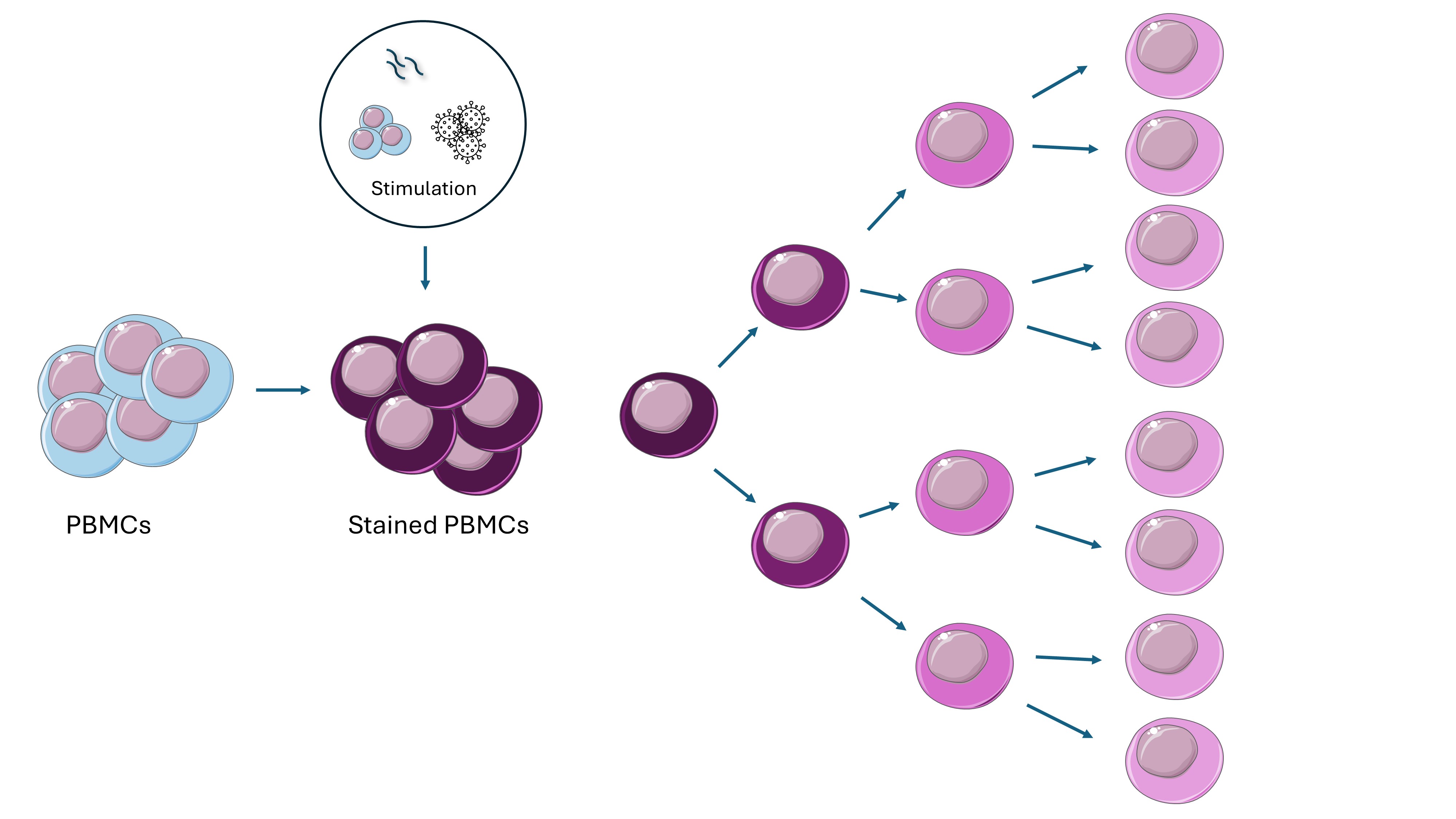 Proliferation assays – Immune Monitoring Services